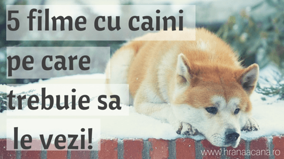 5 filme cu caini pe care trebuie sa le vezi! - HranaAcana.ro